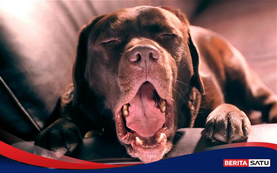 Inilah Mengapa Anjing Ikut Menguap Saat Pemiliknya Menguap Inilah Mengapa Anjing Ikut Menguap Saat Pemiliknya Menguap