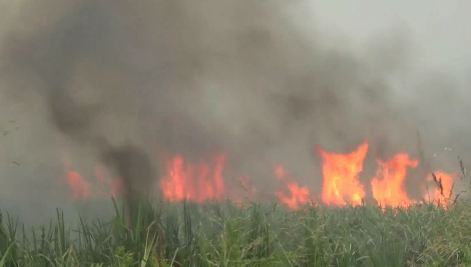 Puluhan Hektare Perkebunan Tebu Di Lampung Terbakar