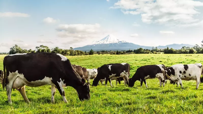 Mengenal Susu Grass-fed, Kandungan Ini yang Bikin Spesial Mengenal Susu Grass-fed, Kandungan Ini yang Bikin Spesial