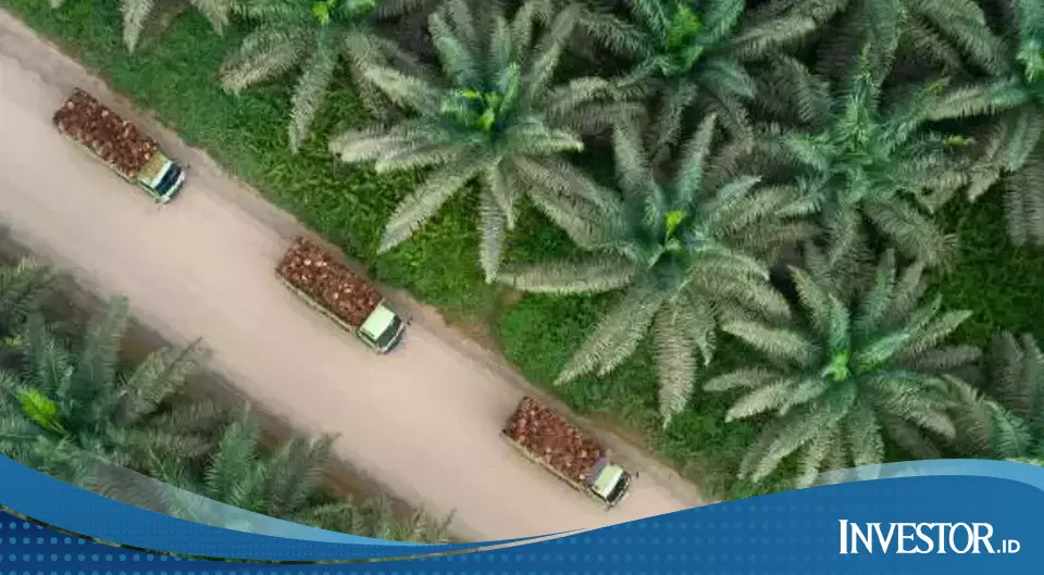 Petik Cuan dari Saham Emiten Sawit Petik Cuan dari Saham Emiten Sawit